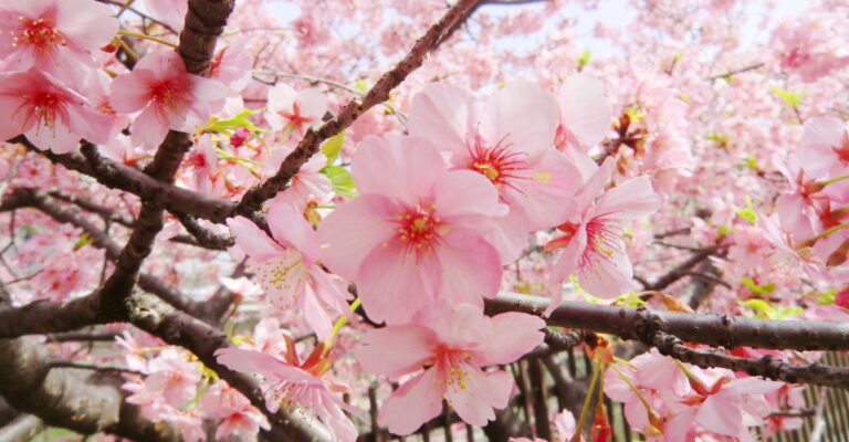 淀水路河津桜2022の開花状況･見頃は？見どころ･駐車場もチェック！｜COCOMACO